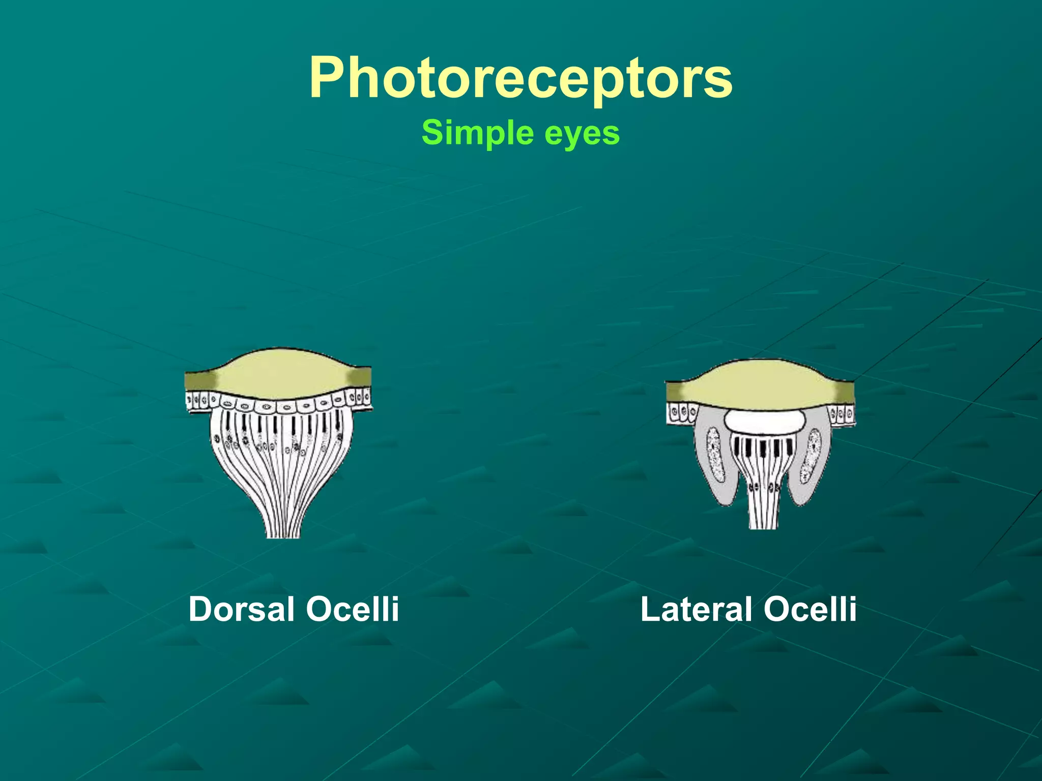 Lecture 18 - Insect Sense organs - Copy.ppt