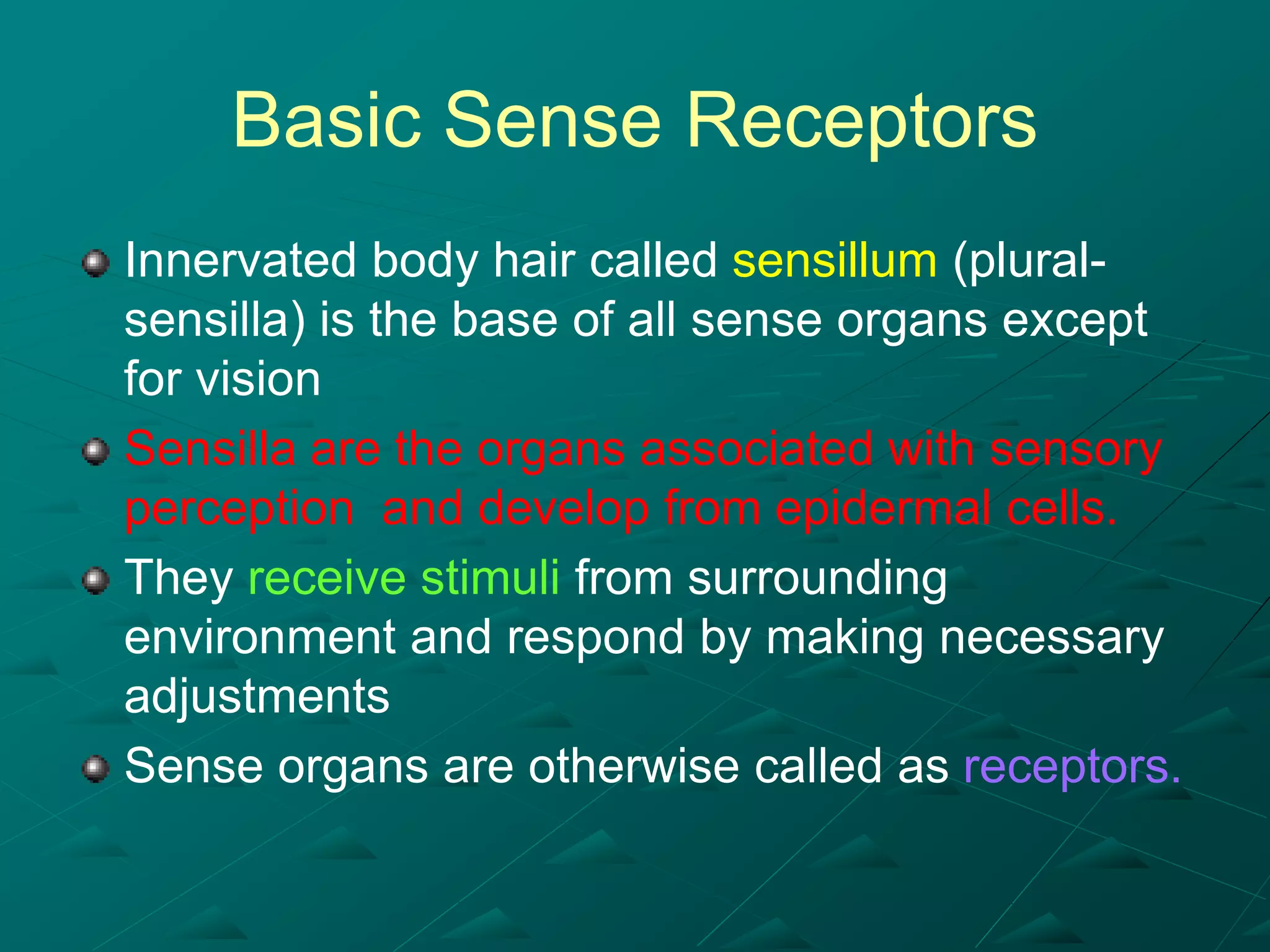 Lecture 18 - Insect Sense organs - Copy.ppt