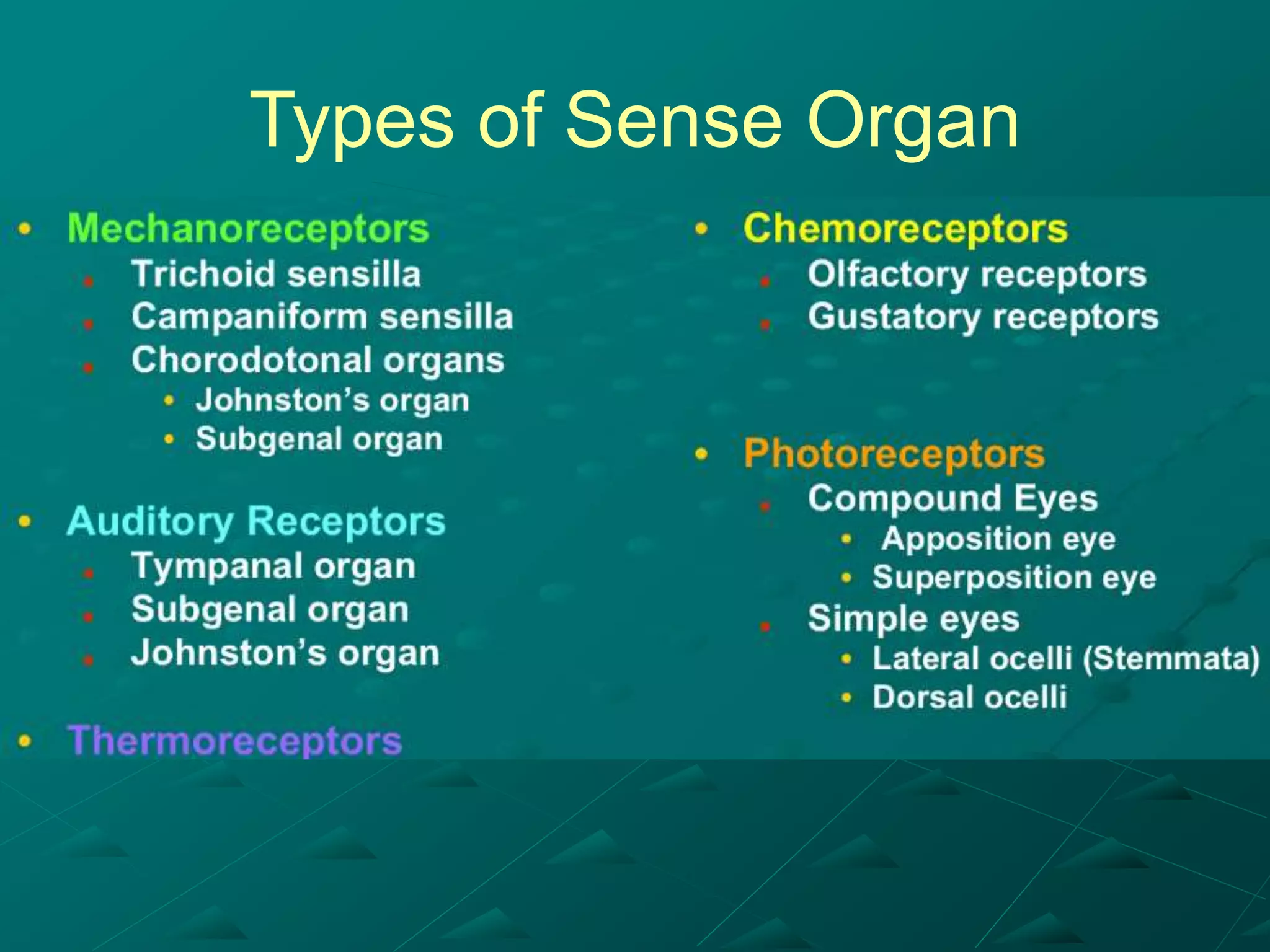 Lecture 18 - Insect Sense organs - Copy.ppt