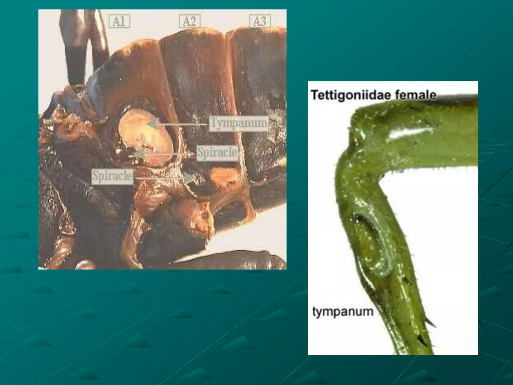 Lecture 18 - Insect Sense organs - Copy.ppt | Eye and Vision Conditions ...