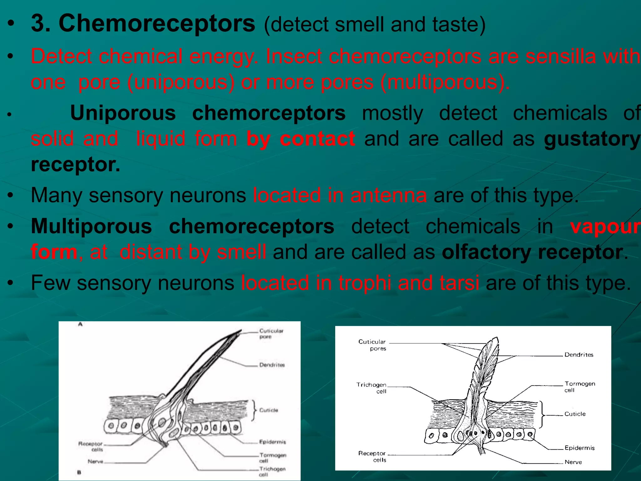 Lecture 18 - Insect Sense organs - Copy.ppt