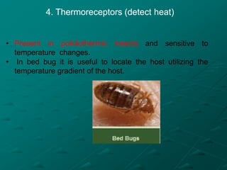 Lecture 18 - Insect Sense organs - Copy.ppt