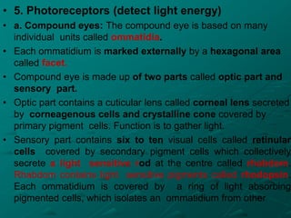 Lecture 18 - Insect Sense organs - Copy.ppt