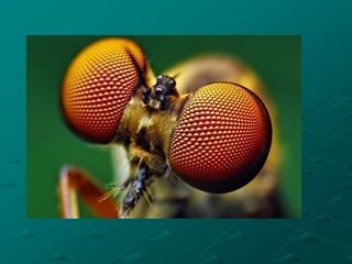 Lecture 18 - Insect Sense organs - Copy.ppt