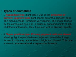 Lecture 18 - Insect Sense organs - Copy.ppt