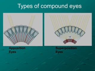Lecture 18 - Insect Sense organs - Copy.ppt