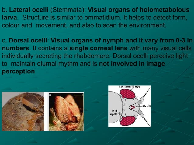 Lecture 18 - Insect Sense organs - Copy.ppt | Eye and Vision Conditions ...