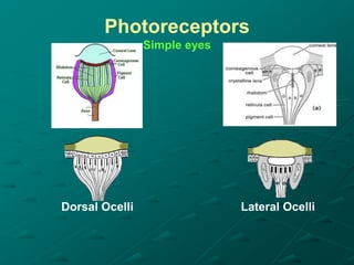 Lecture 18 - Insect Sense organs - Copy.ppt | Eye and Vision Conditions ...