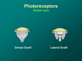 Lecture 18 - Insect Sense organs - Copy.ppt | Eye and Vision Conditions ...