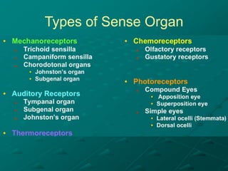 Lecture 18 - Insect Sense organs - Copy.ppt