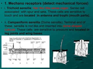 Lecture 18 - Insect Sense organs - Copy.ppt