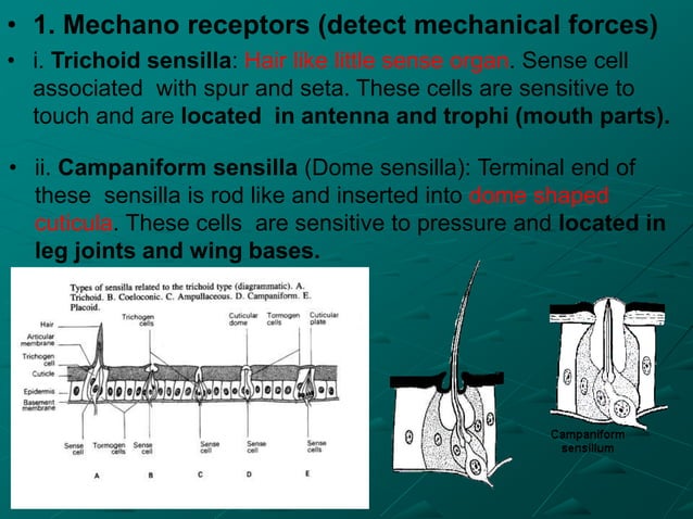 Lecture 18 - Insect Sense organs - Copy.ppt | Eye and Vision Conditions ...