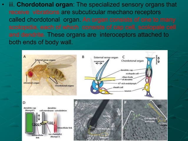 Lecture 18 - Insect Sense organs - Copy.ppt | Eye and Vision Conditions ...