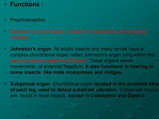 Lecture 18 - Insect Sense organs - Copy.ppt