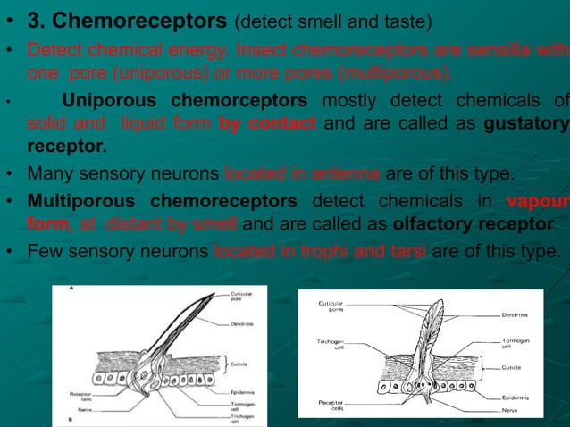 Lecture 18 - Insect Sense organs - Copy.ppt | Eye and Vision Conditions ...