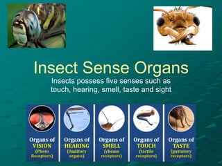 Insect Sense Organs: Touch, Hearing, Smell, Taste and Sight | PPT