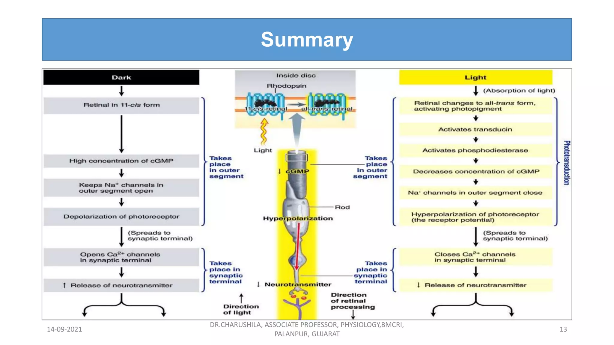 lecture 3/2022 Special senses - Vision 3- Physiology of vision- Photo ...
