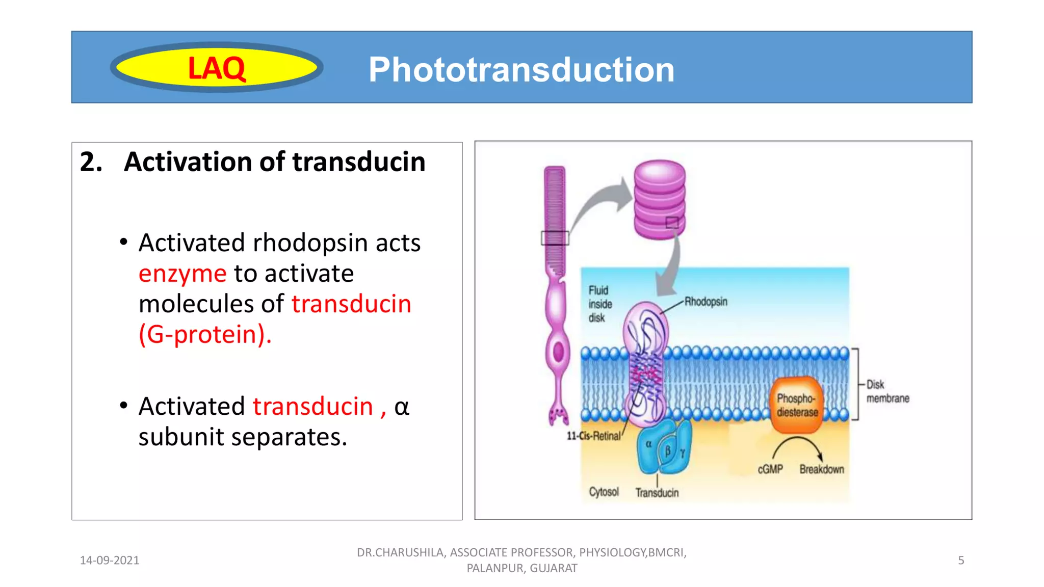 lecture 3/2022 Special senses - Vision 3- Physiology of vision- Photo ...