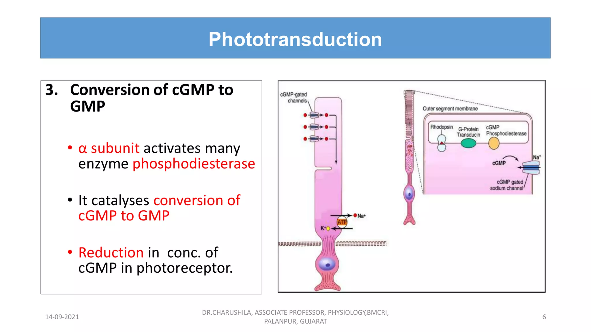 lecture 3/2022 Special senses - Vision 3- Physiology of vision- Photo ...