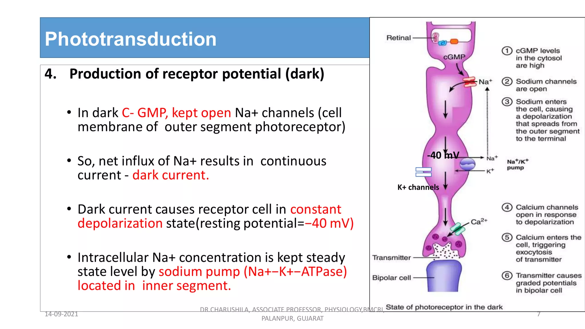 lecture 3/2022 Special senses - Vision 3- Physiology of vision- Photo ...