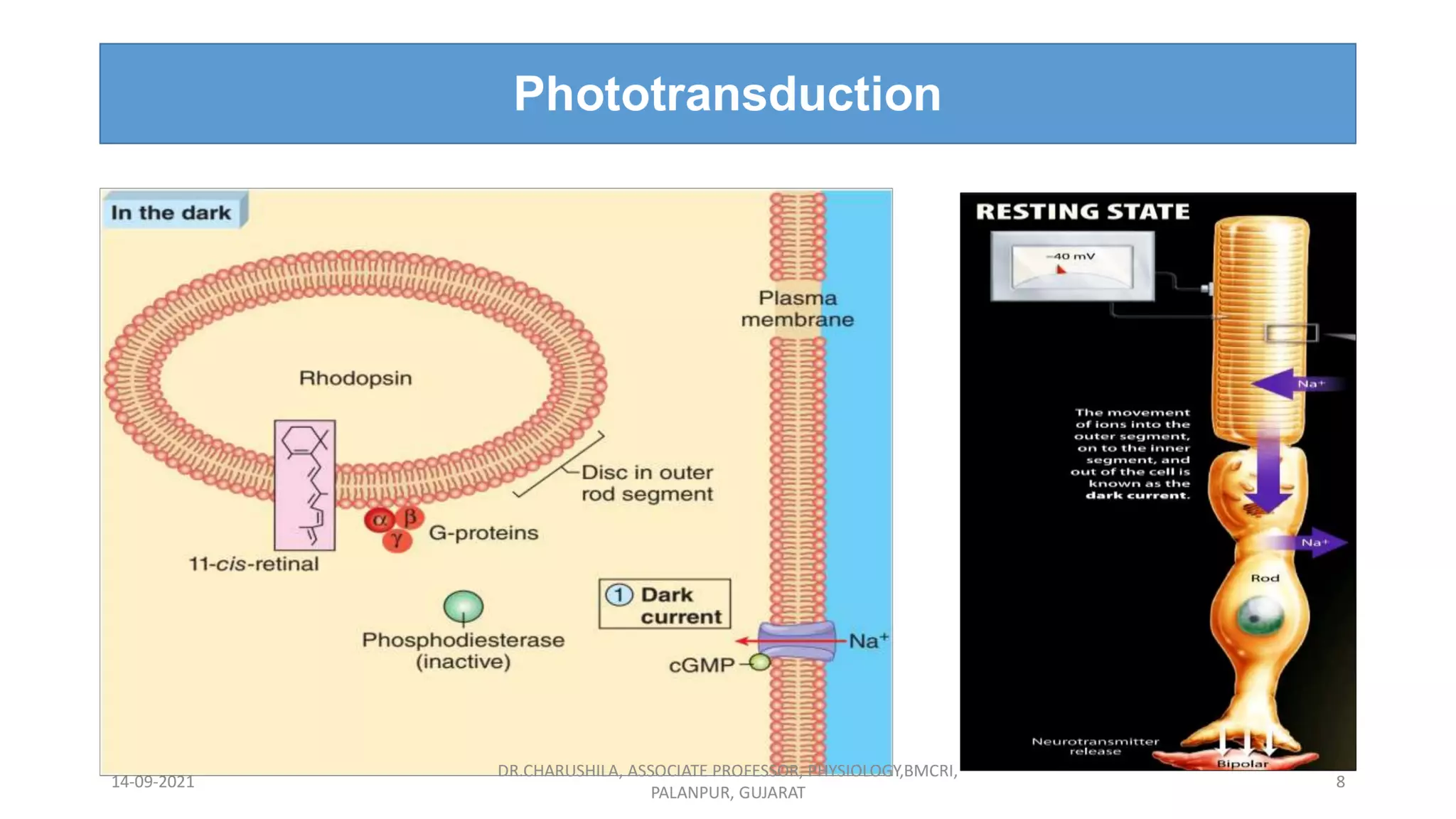 lecture 3/2022 Special senses - Vision 3- Physiology of vision- Photo ...