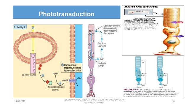 lecture 3/2022 Special senses - Vision 3- Physiology of vision- Photo ...