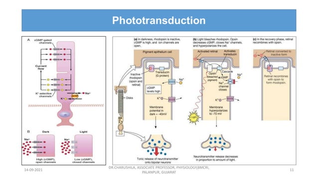 lecture 3/2022 Special senses - Vision 3- Physiology of vision- Photo ...