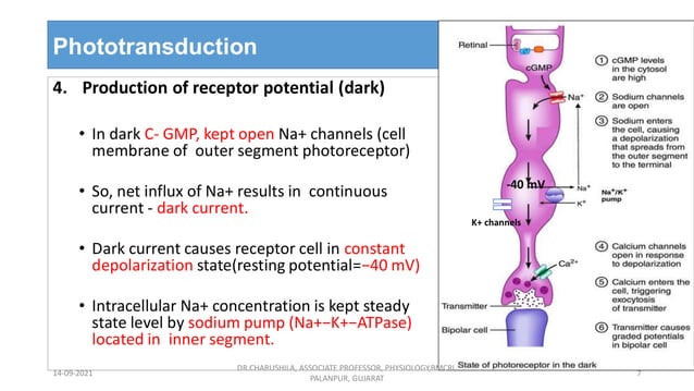 lecture 3/2022 Special senses - Vision 3- Physiology of vision- Photo ...