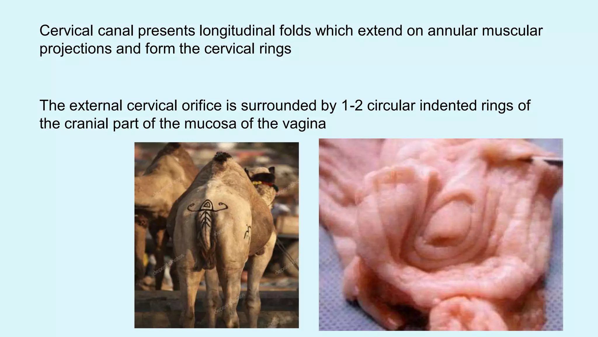Lecture 18 camelid infertility | PDF