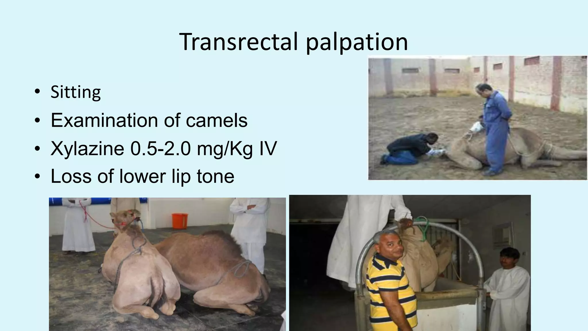 Lecture 18 camelid infertility | PDF