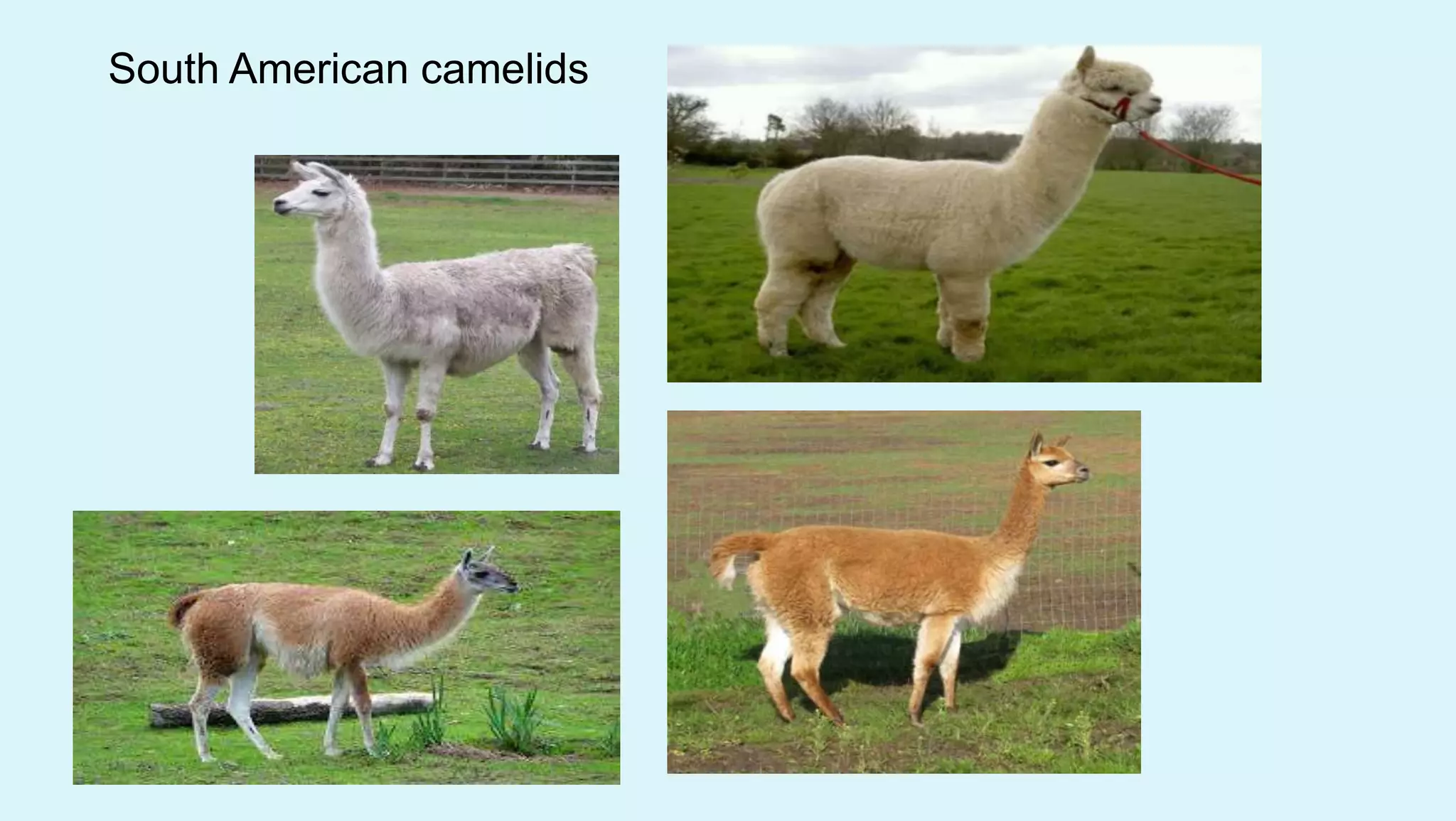 Lecture 18 camelid infertility | PDF
