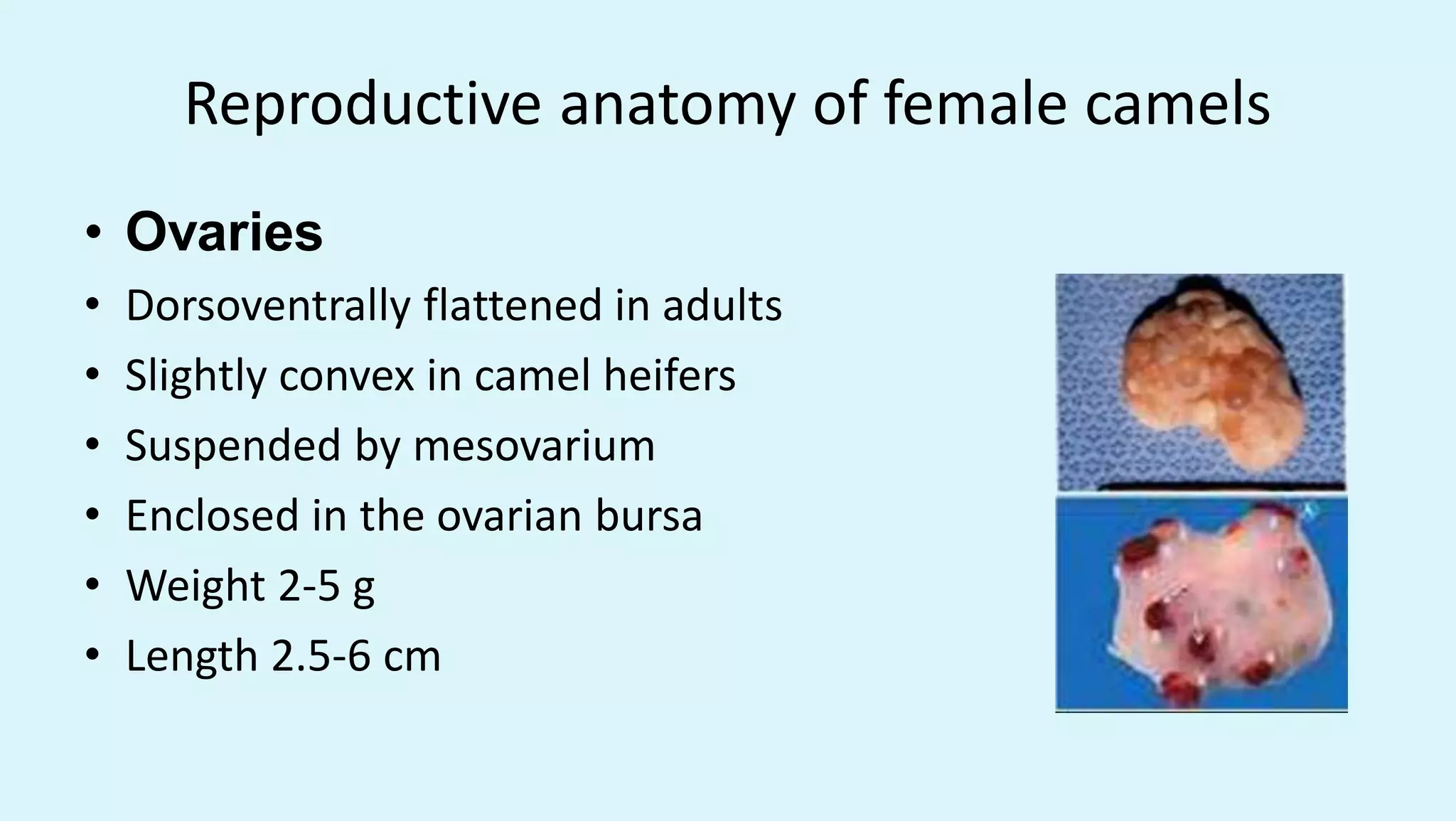 Lecture 18 camelid infertility | PDF