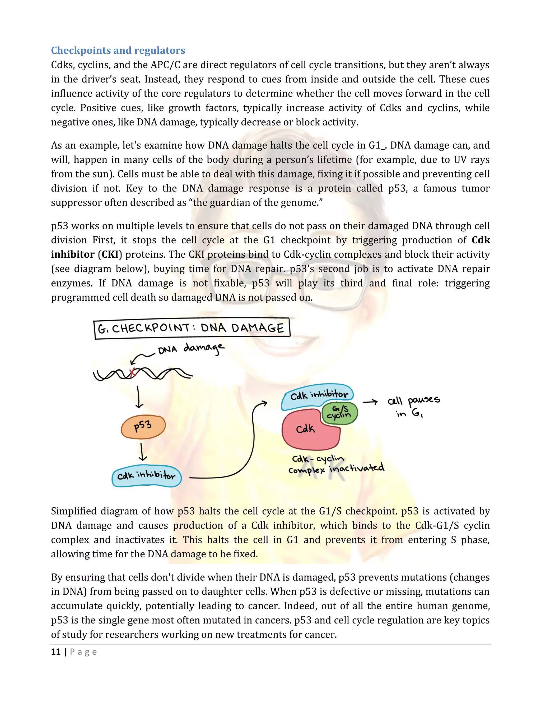 Lecture 18 cell cycle and its regulation converted | PDF