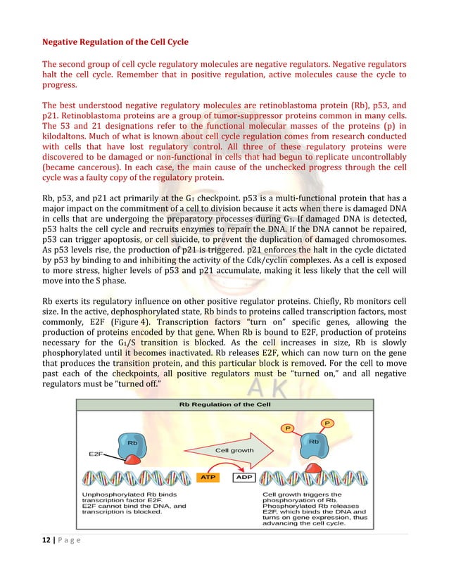 Lecture 18 cell cycle and its regulation converted | PDF