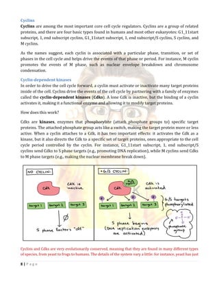 Lecture 18 cell cycle and its regulation converted | PDF