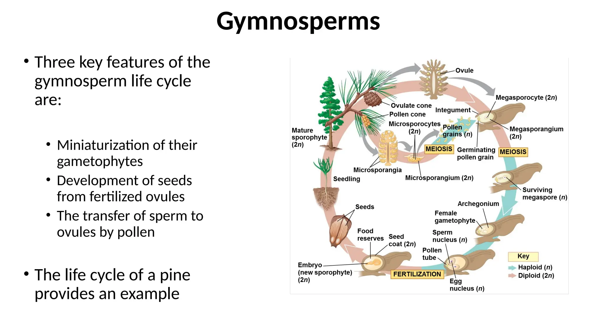 Lecture 18 Plants II copy working copy title | PPTX
