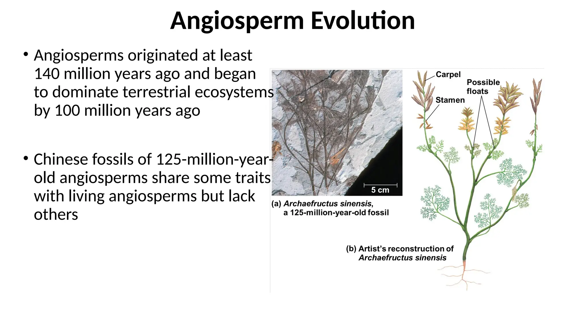 Lecture 18 Plants II copy working copy title | PPTX