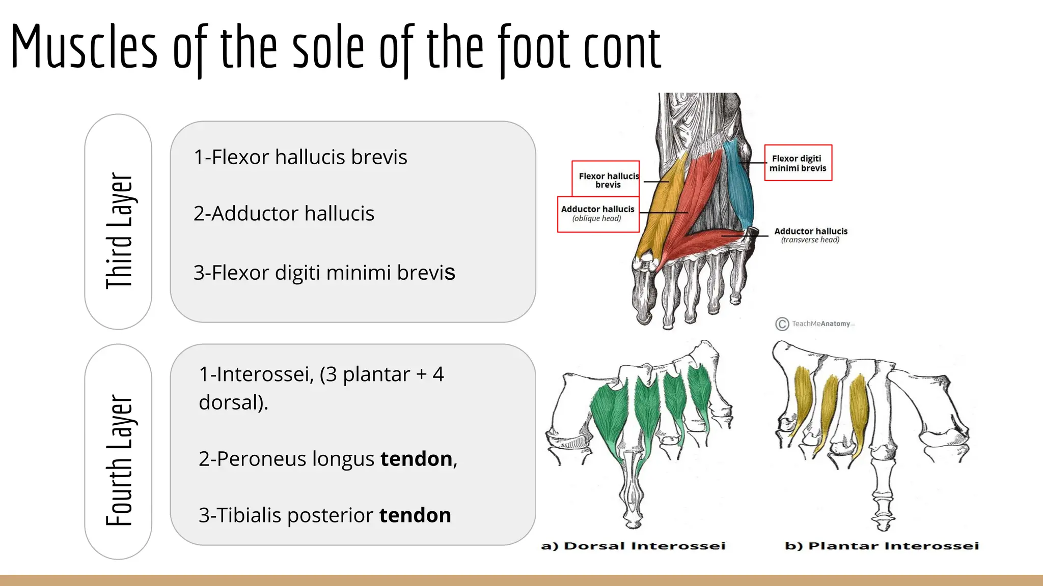 Lecture 18 popliteal fossa anatomy lower limb | PDF