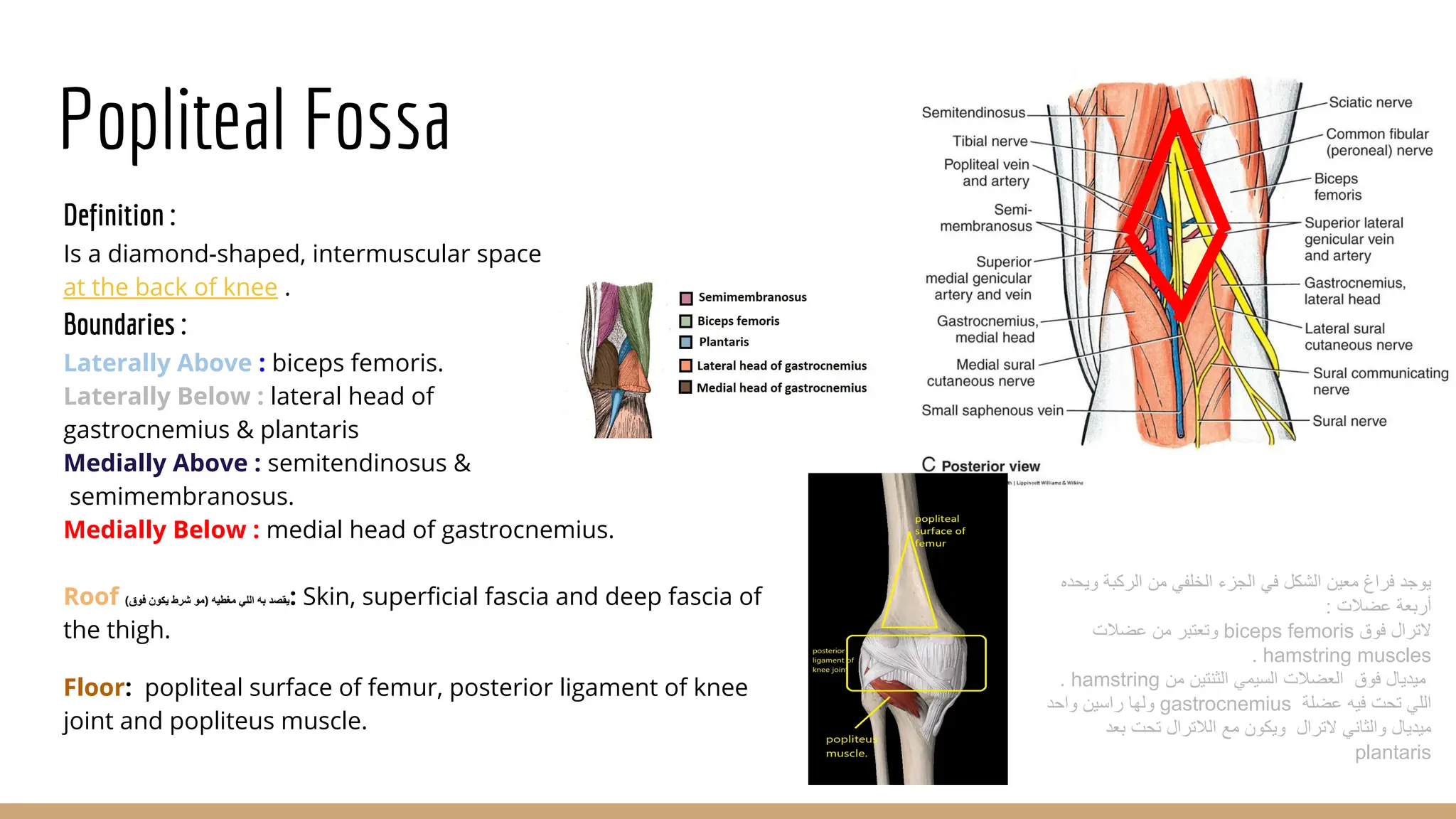 Lecture 18 popliteal fossa anatomy lower limb | PDF