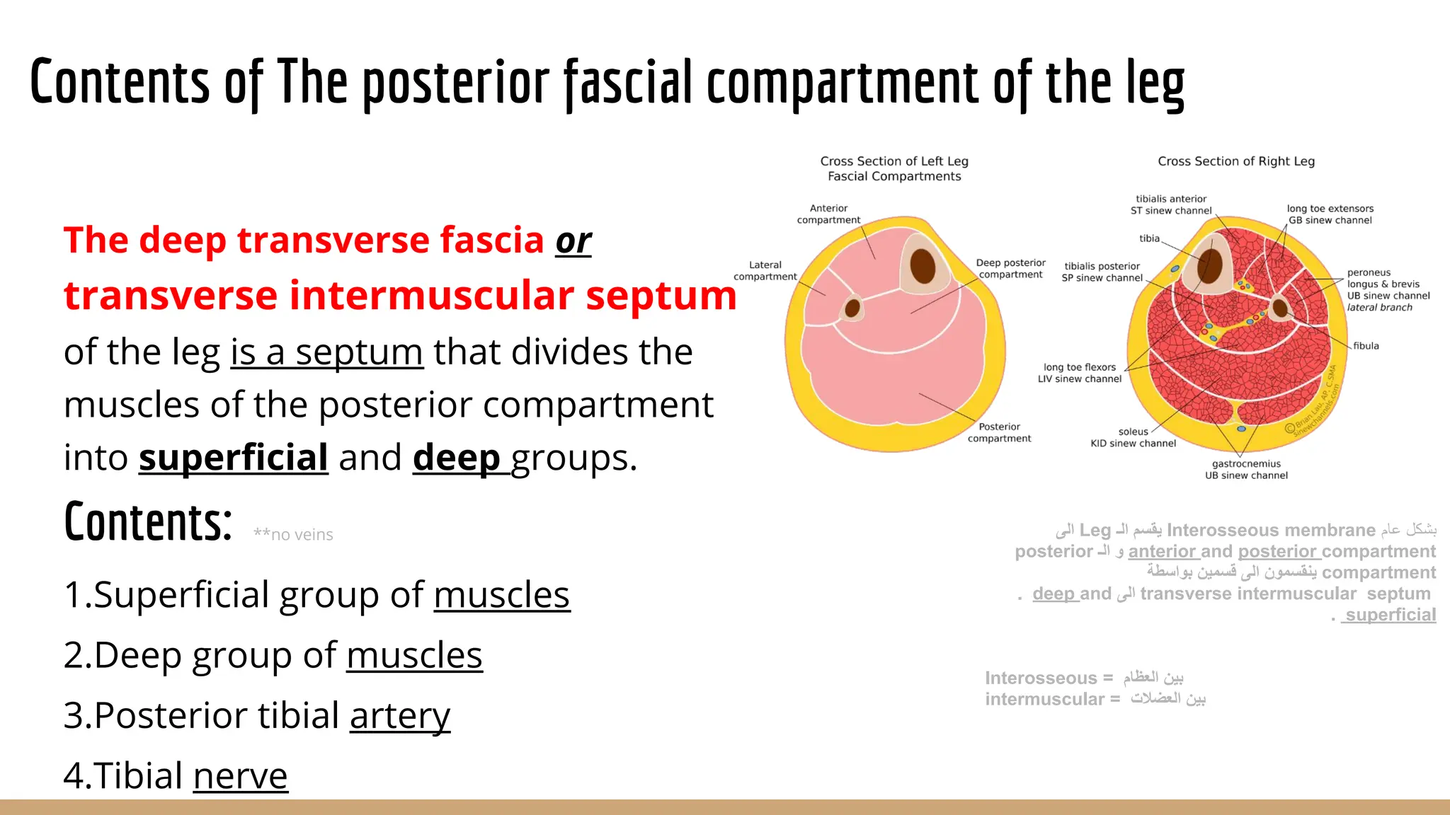 Lecture 18 popliteal fossa anatomy lower limb | PDF