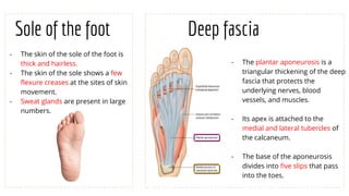 Lecture 18 popliteal fossa anatomy lower limb | PDF