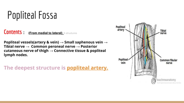 Lecture 18 popliteal fossa anatomy lower limb | PDF