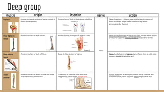 Lecture 18 popliteal fossa anatomy lower limb | PDF