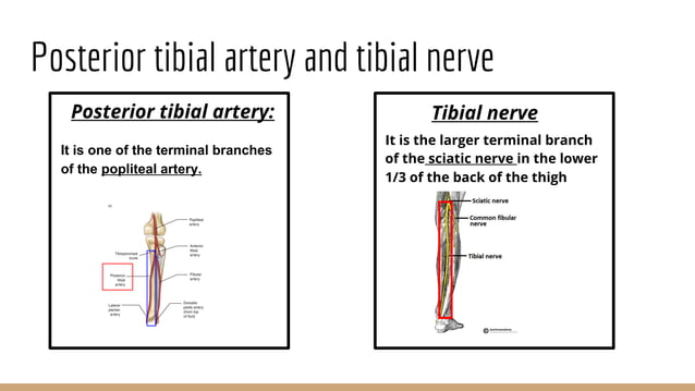 Lecture 18 popliteal fossa anatomy lower limb | PDF