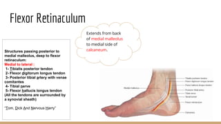 Lecture 18 popliteal fossa anatomy lower limb | PDF