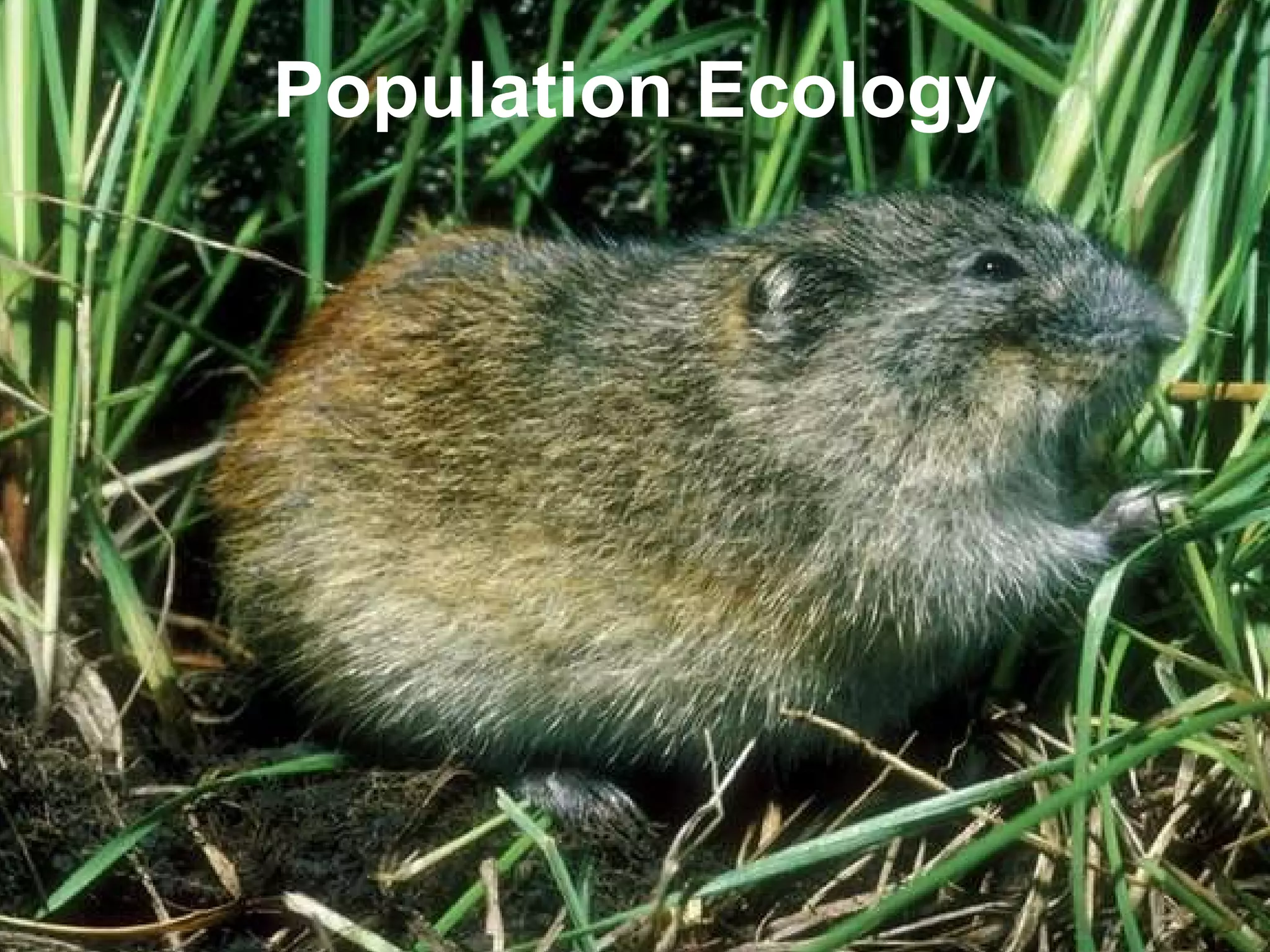 Population Ecology | PPT