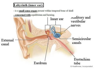 Lecture+18+ppt | PDF | Brain and Nervous System Disorders | Diseases and Conditions