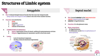 Lecture (18) Thalamus and Limbic System.pdf
