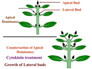 Lecture 19.ppt CRP 202346789 collage of agricultural | PPT