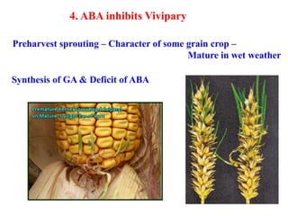 Lecture 19.ppt CRP 202346789 collage of agricultural | PPT